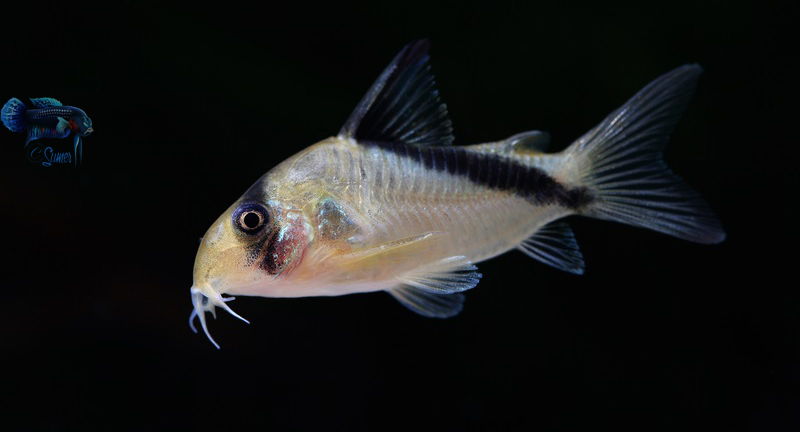 Corydora Melini 3 cm | Locos por el Discus
