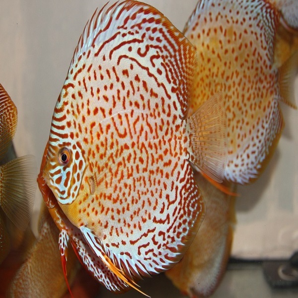 Leopard | Locos por el Discus